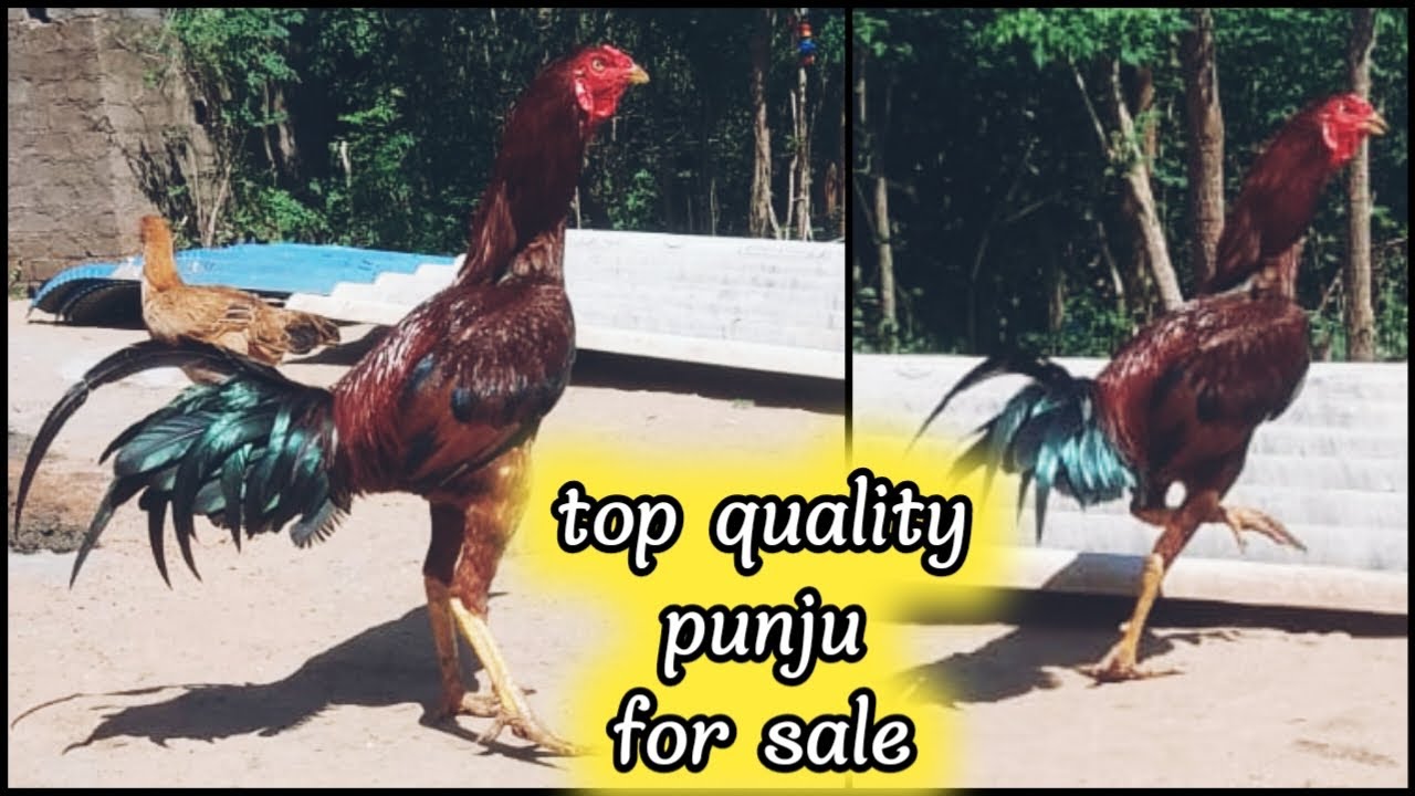 top quality punju"for sale"☎️7032079389 - YouTube