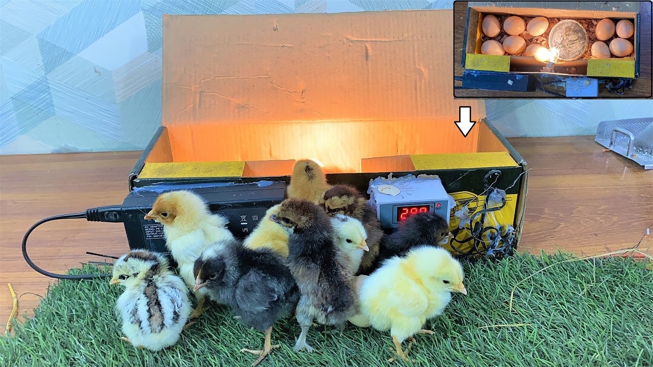 Easiest Idea to hatch chicks In Cardboard Box At home - Egg incubator ...