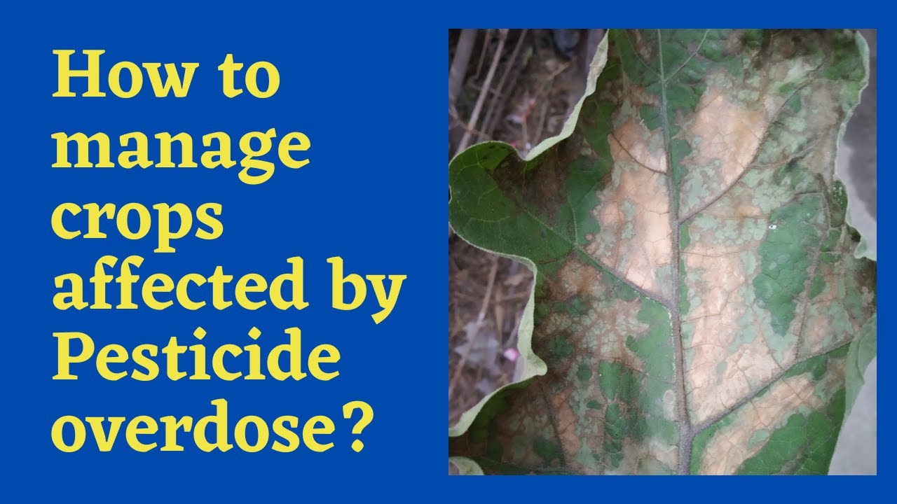 How to manage crops affected by pesticide overdose? Controls the ...