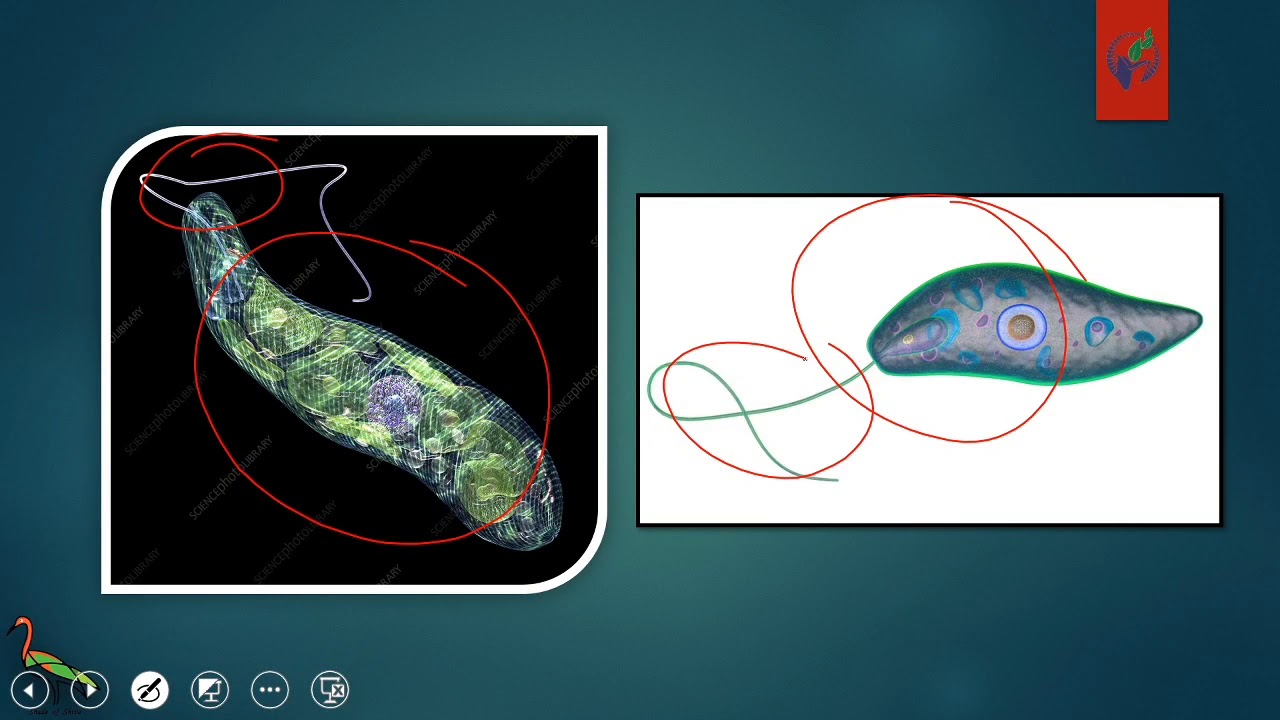 Nutrition in protozoa lecture 1 - YouTube