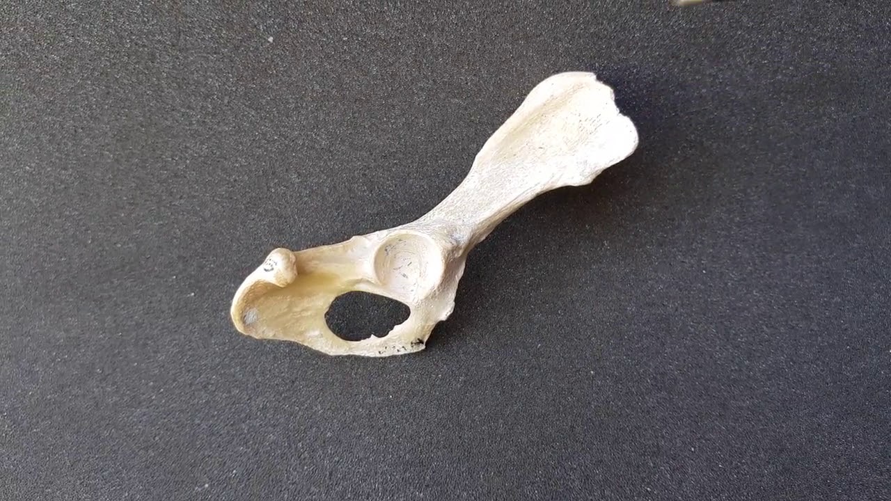 Anatomía Animal Coxal carnívoro - YouTube