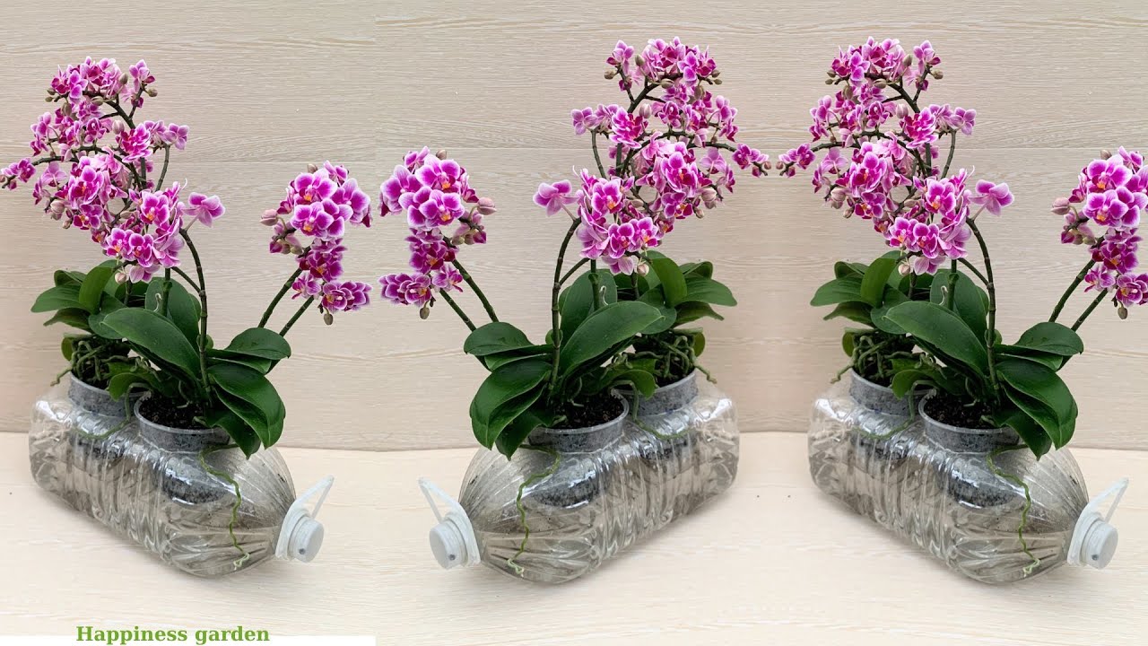 The secret to growing orchids without watering helps flowers bloom all year round - YouTube
