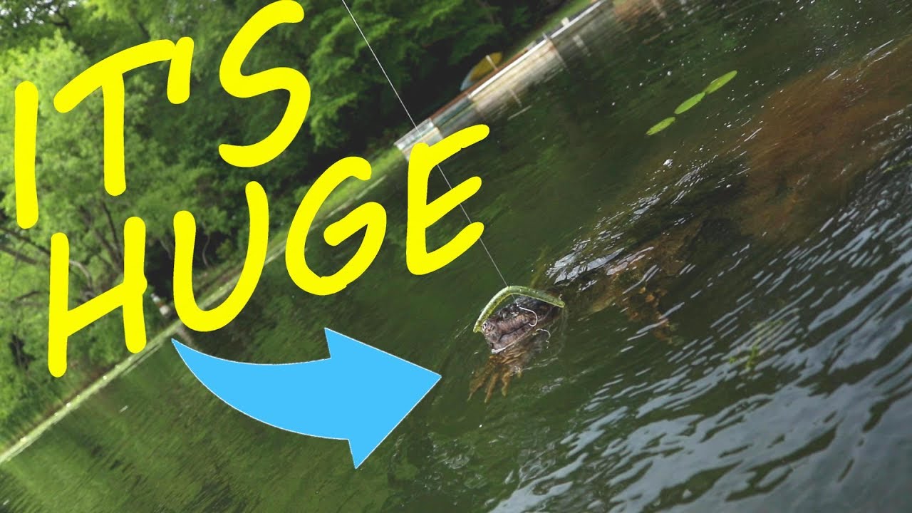 GIANT Snapping Turtle Caught on ROD and REEL! - YouTube