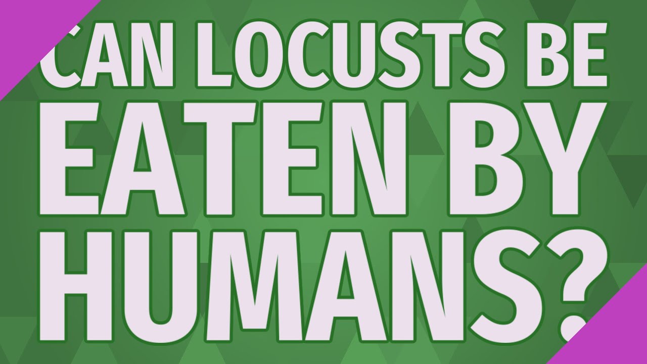 Can locusts be eaten by humans? - YouTube