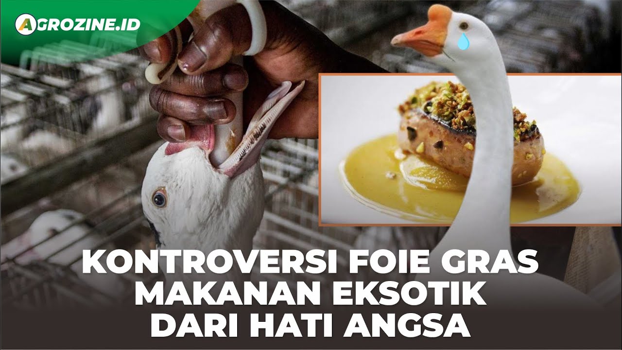 Teknologi Pertanian Angsa Luar Negeri untuk Hasilkan Foie Gras Hati ...