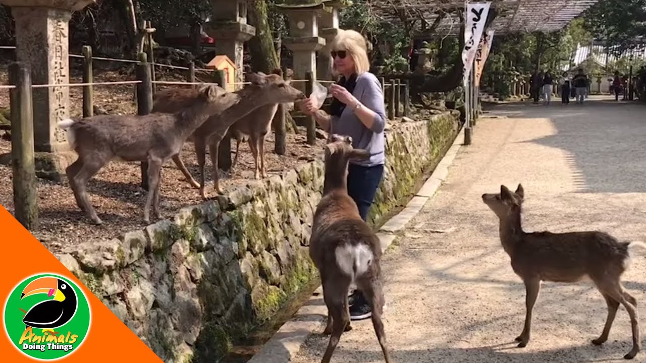 🐒 Funny Animals Vol. 32 | Animals Doing Things - YouTube