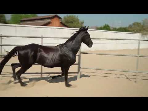 Osmanlıda arapçıların Türkçülük Düşmanlığı