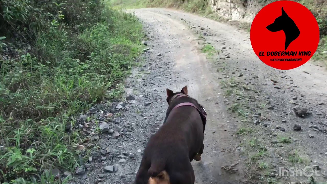 Doberman Basic Commands #doberman #dobermantraining - YouTube