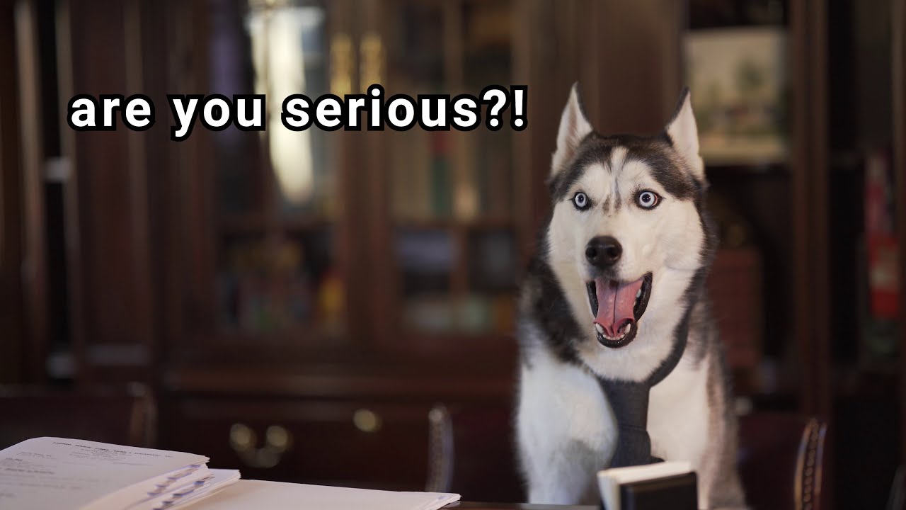 Talking Dog Interviews for a new job in 2021 - YouTube