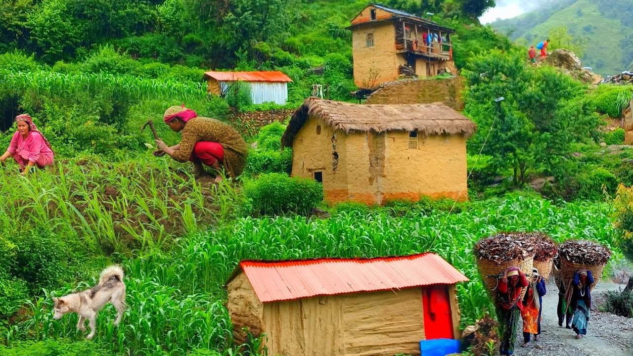 this is Himalayan Nepali village life || Daily activities of people in ...