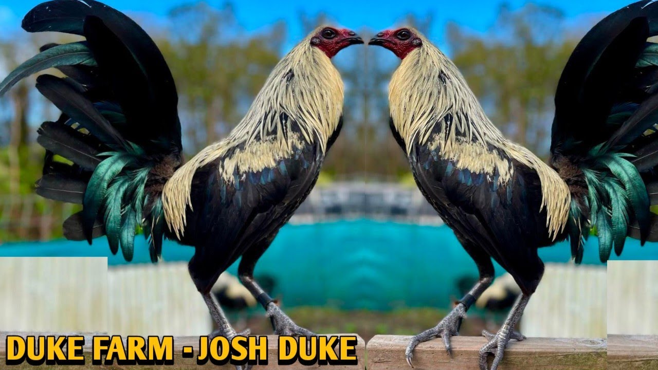 Hatch Grey Brownred - DUKE FARM - Josh Duke - YouTube