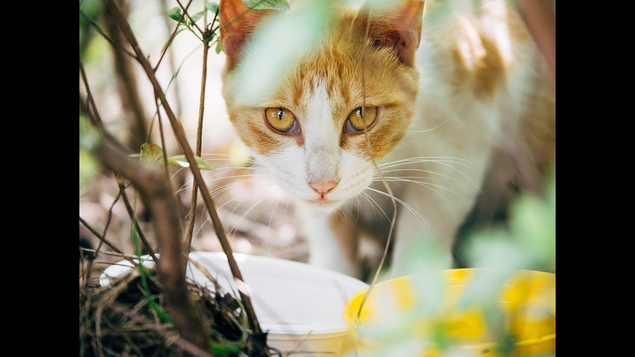 Feral Cats - Cheese Tabby Family 치즈태비 길고양이 가족 소원이네 일상 - YouTube