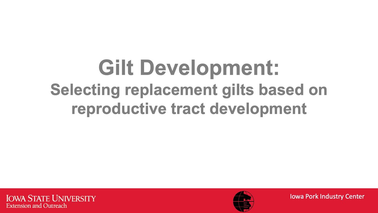 Gilt Development Series: Selecting Replacement Gilts Based on ...