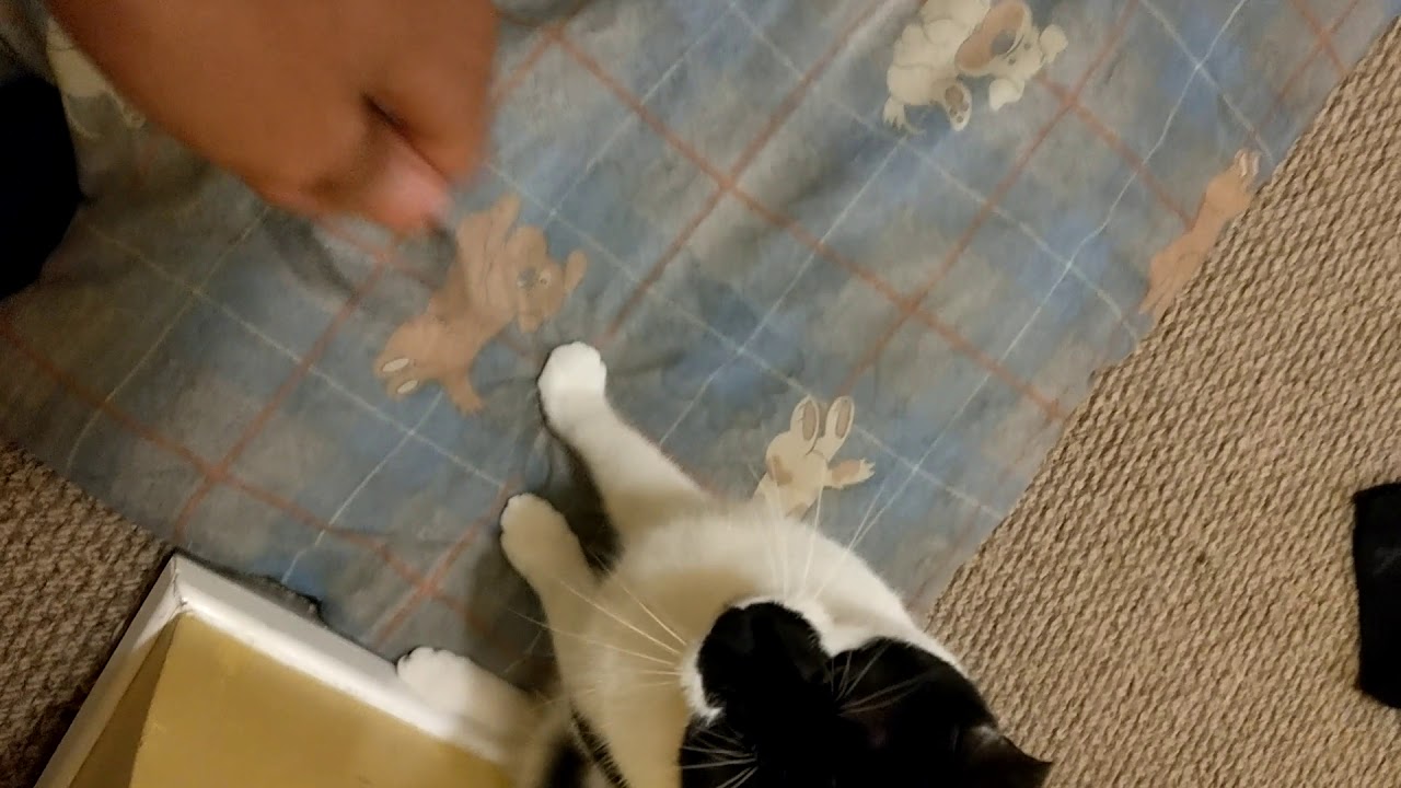 Casually messing around with my cat - YouTube