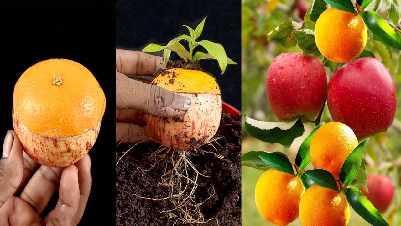 Unique combination of apples and oranges | How to grow apple tree from ...
