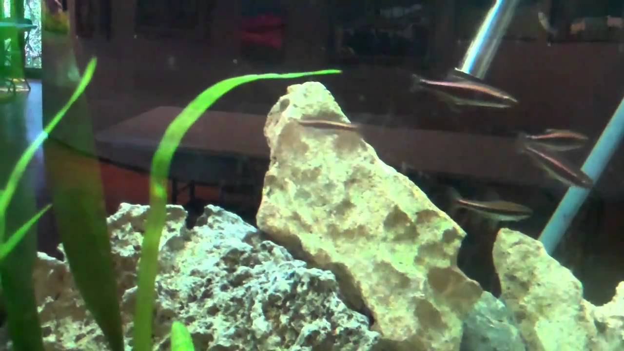 Native Fish tank - YouTube