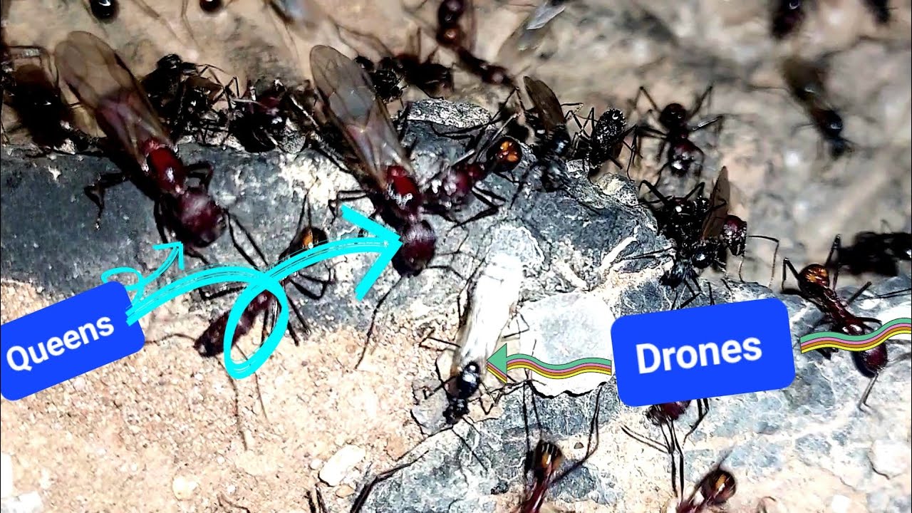 Long legged ants with their Drones and Queens - YouTube