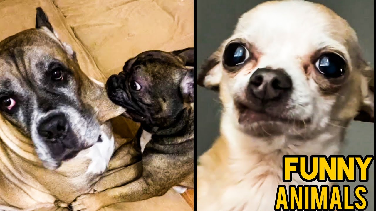 PROOF Dogs Are The Most Dramatic Animals #12 - YouTube