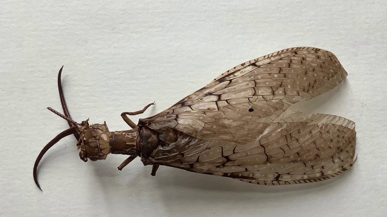 Hellgrammite - YouTube