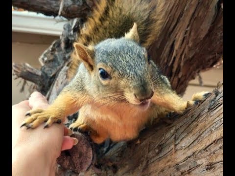 TOM THE SQUIRREL! - YouTube