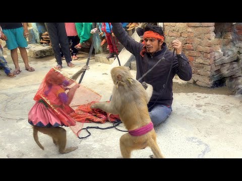 Monkey Comedy - Hindi Story || Bandar Bandariya Ka khel || Monkey 🐵  Funny video