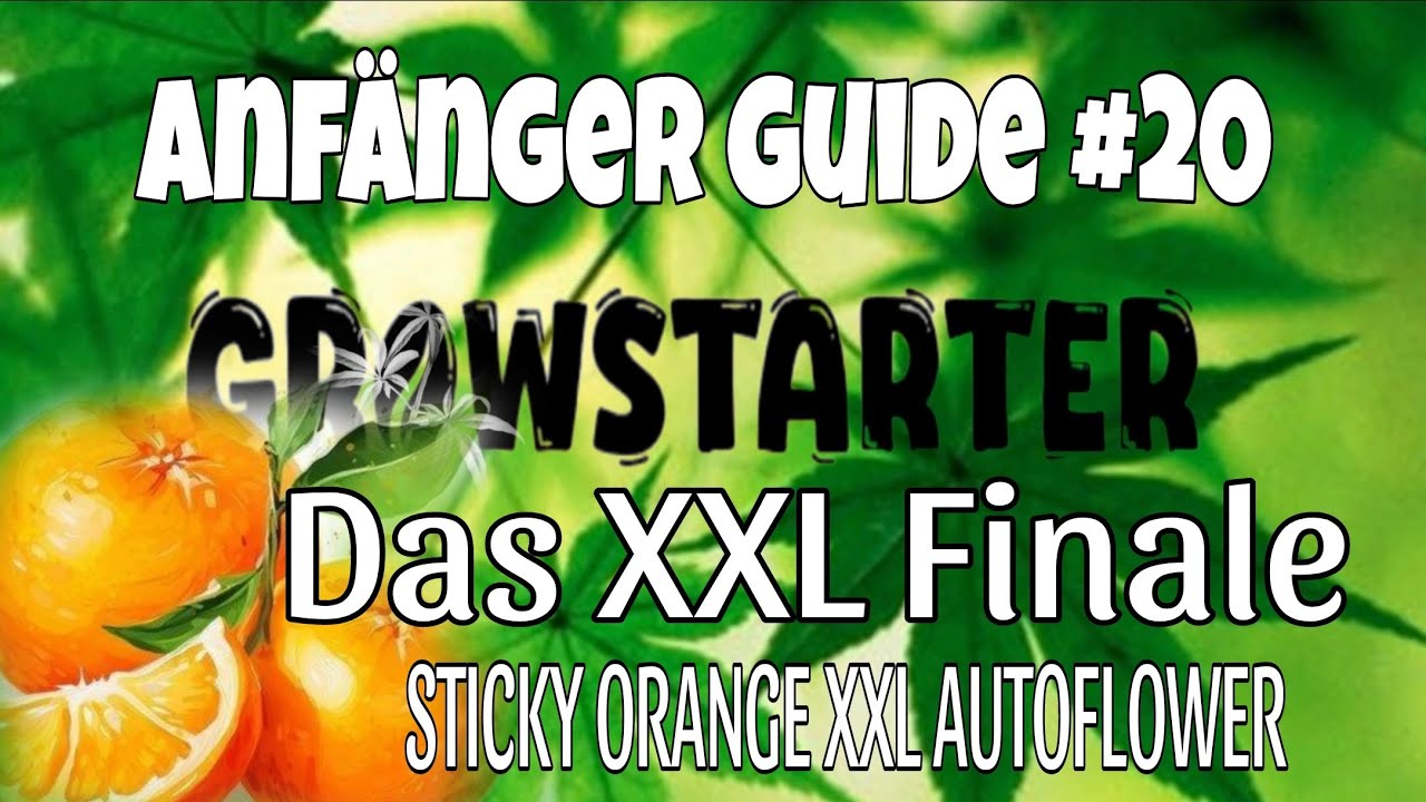Anfänger Guide #20 Das XXL- Finale - STICKY ORANGE XXL AUTOFLOWER - YouTube