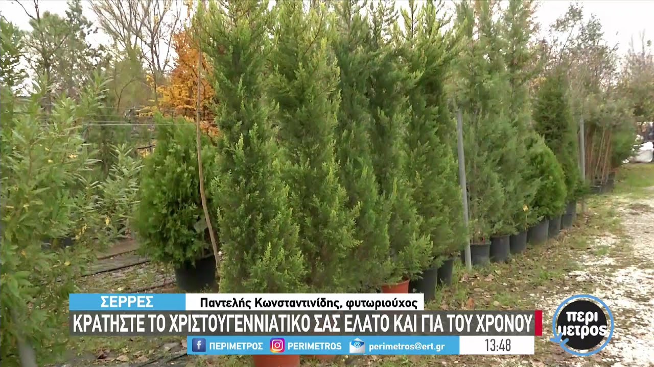 Φυσικό χριστουγεννιάτικο Έλατο σε γλάστρα | 05/12/2023 | ΕΡΤ - YouTube