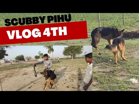 SCUBBY AND PIHU ARE MADE FOR EACH OTHER VLOG 4th - YouTube