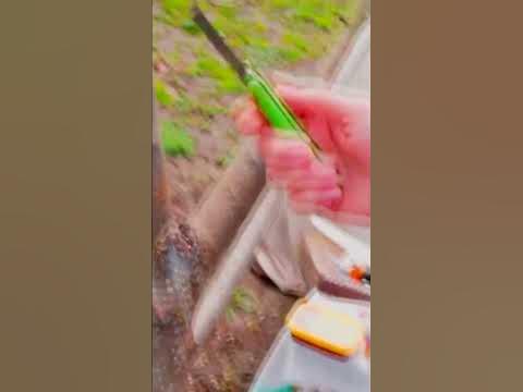 Самый простой способ прививки деревьев Прививка за кору 9 - YouTube