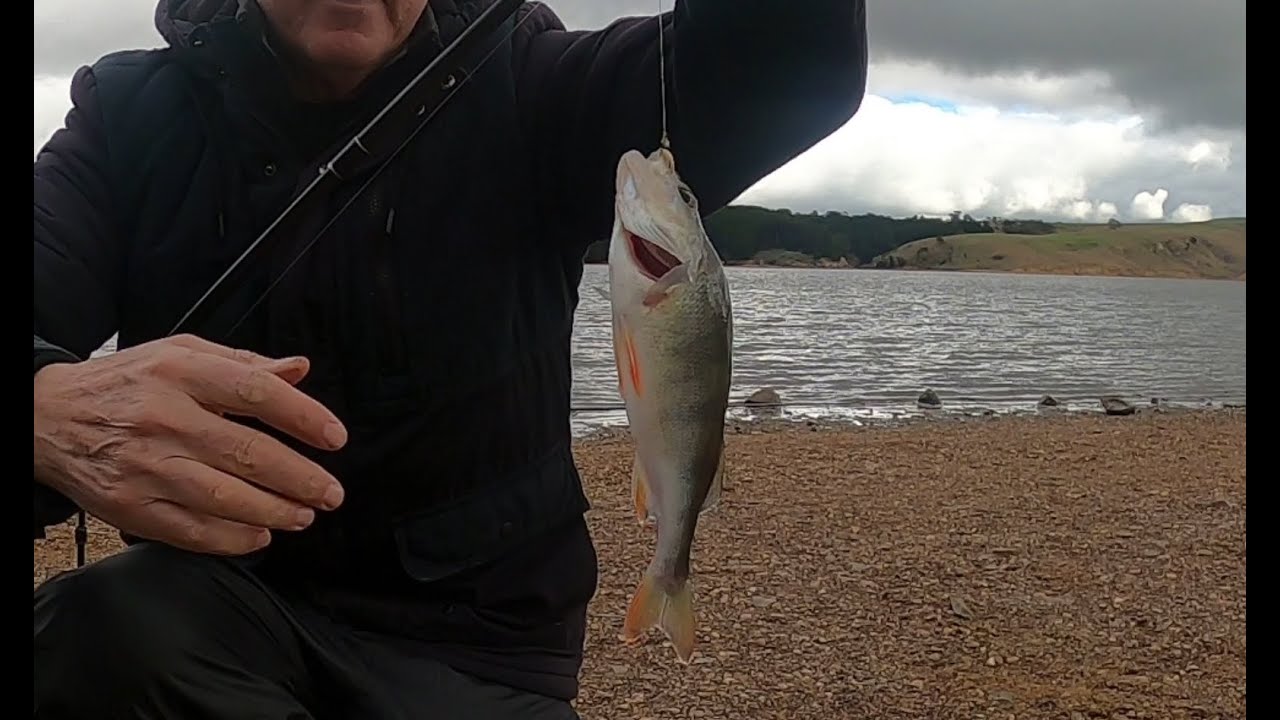 Trout, redfin and carp action at Pykes Creek - YouTube