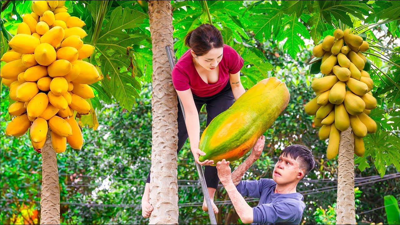 Harvesting GIANT PAPAYAS The heaviest fruit is 20kg/fruit Goes to the ...