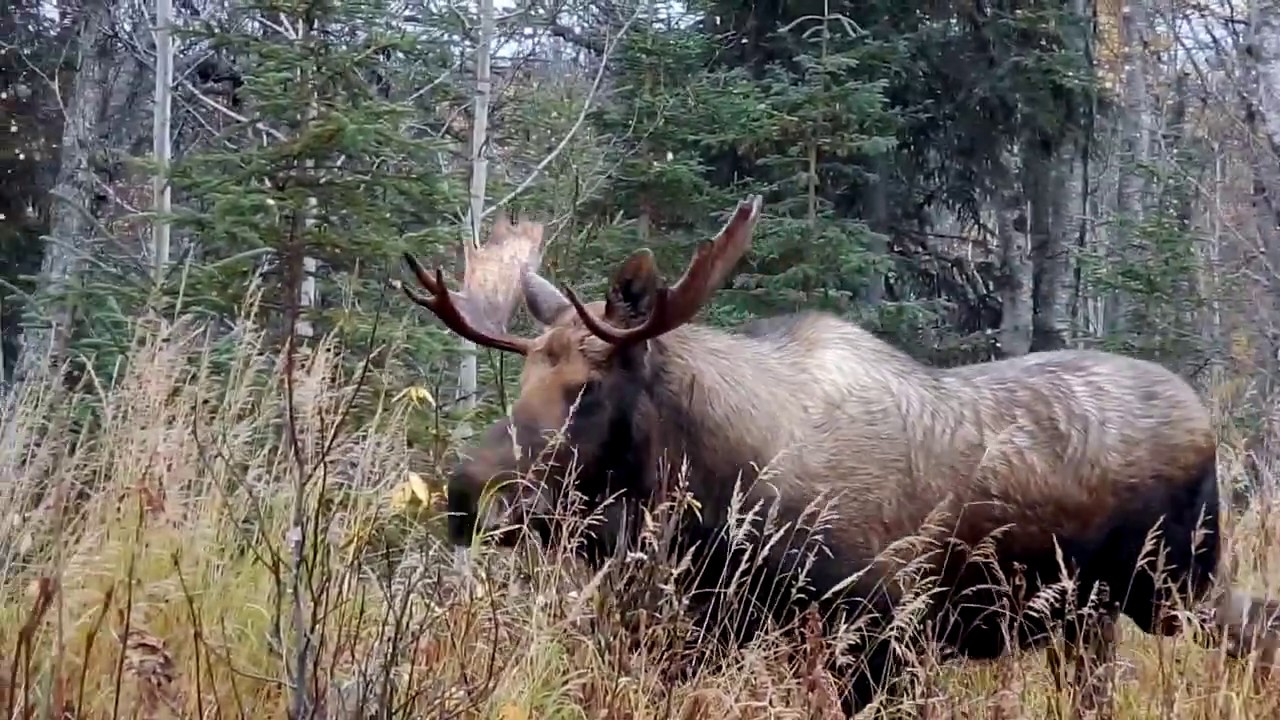 Traditional Longbow Spruce Grouse Hunting Alaska - YouTube