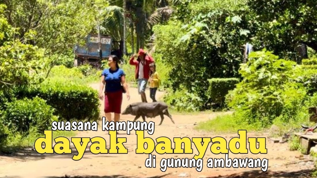 Potret kehidupan warga dayak di atas gunung ambawang - YouTube