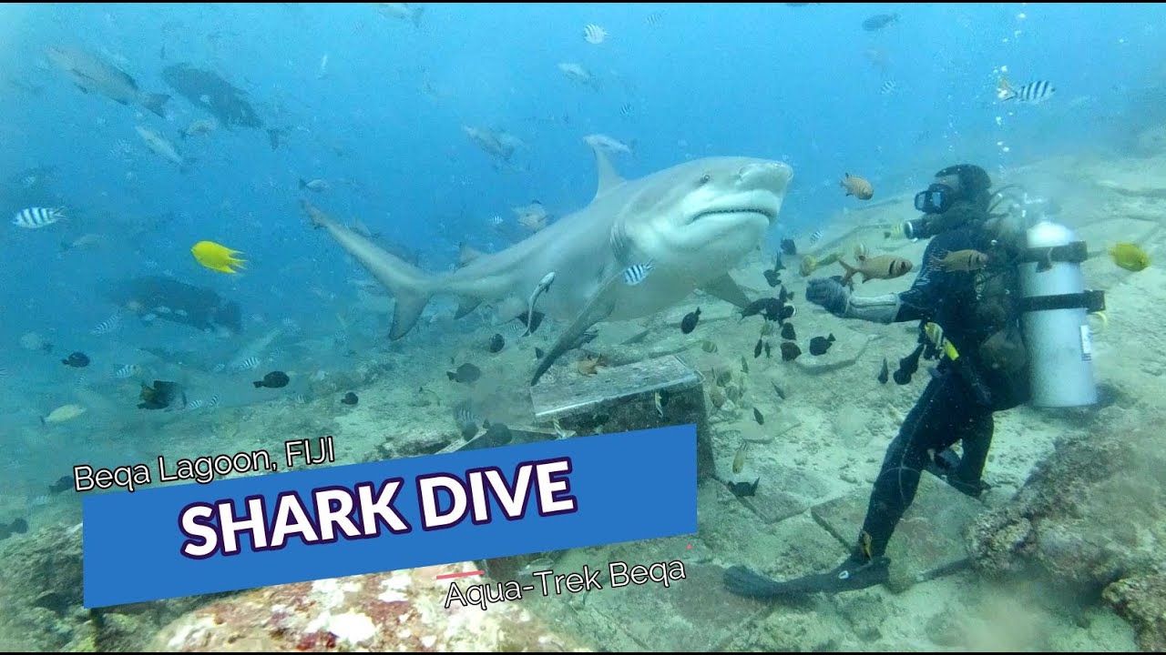 SHARK DIVING IN FIJI │Aqua-Trek Beqa Lagoon - YouTube