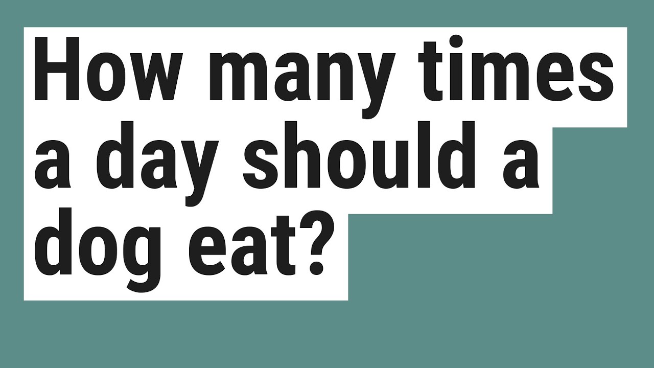 How Many Times A Day Should A Dog Eat YouTube how-many-times-a-day-should-a-dog-eat-youtube