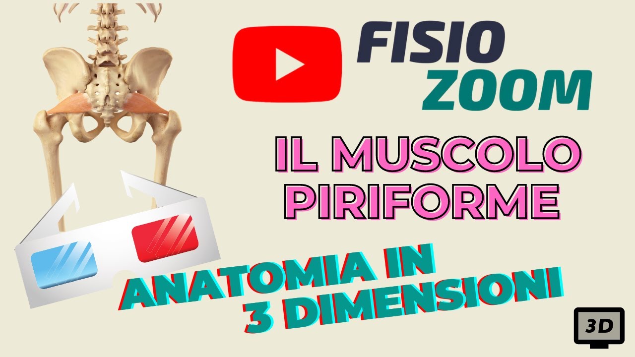 ANATOMIA 3D: Il muscolo piriforme. - YouTube