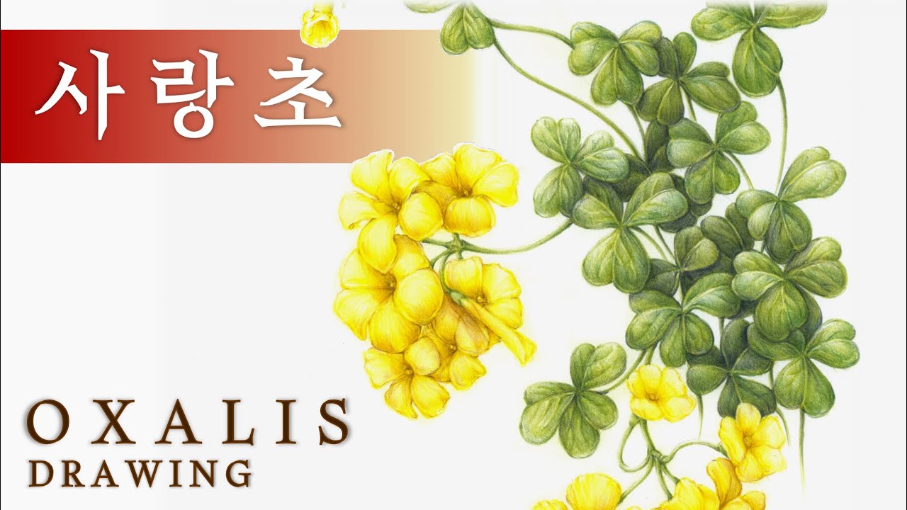 당신과 함께 할게요 | 사랑초(옥살리스) 색연필 꽃그림 | Oxalis Drawing - YouTube