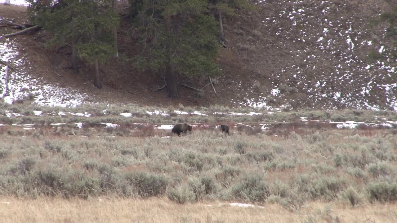 Two wolves encounter with grizzly in Yellowstone - YouTube