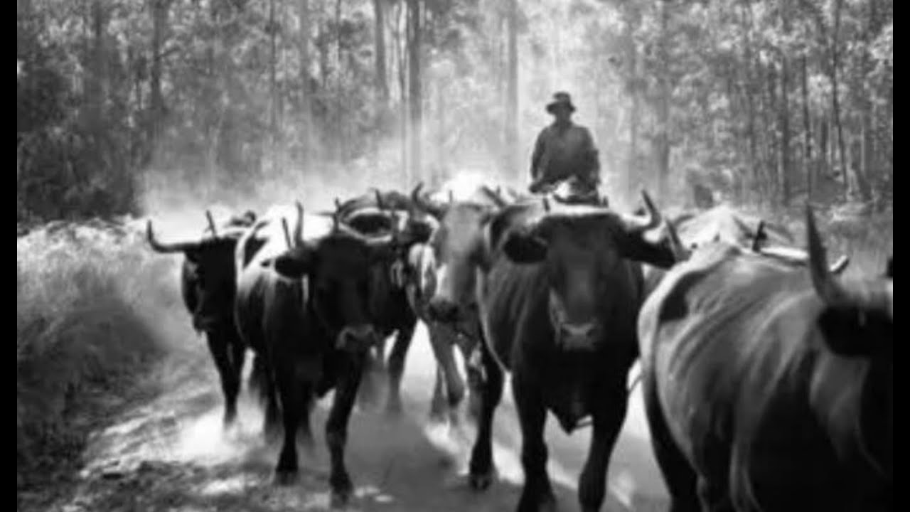 Wild Cattle Hunting in the Back Blocks - YouTube