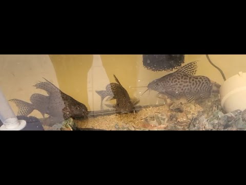 Leather Lace times 3, no its Synodontis Lace Catfish (2021) #shorts ...