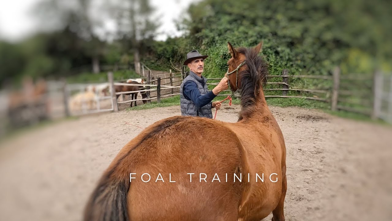 FOAL TRAINING - FIRST LESSON: Halter Breaking, Teaching to Lead, Ground ...