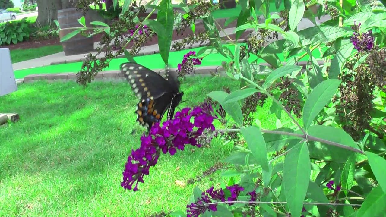 HD 1080p butterflies in Lancaster PA - YouTube