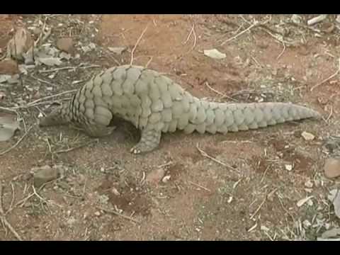 Pangolin Rescue Video - YouTube