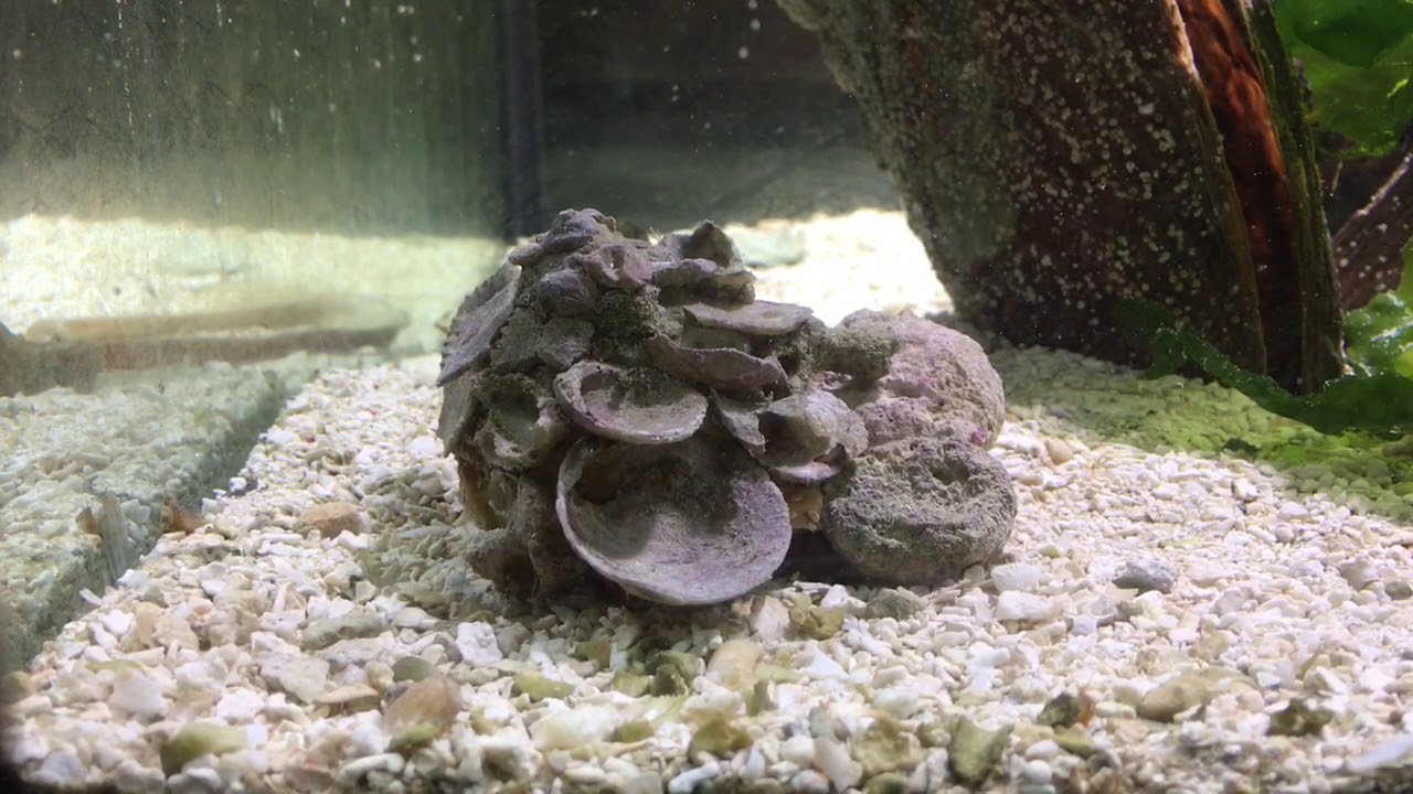 Carrier Snail (Xenophora sp) - YouTube