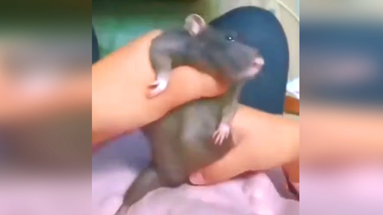 RATA BAILANDO 🐀 - YouTube