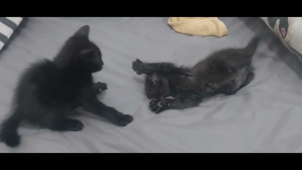 INTENSE CAT FIGHT - YouTube