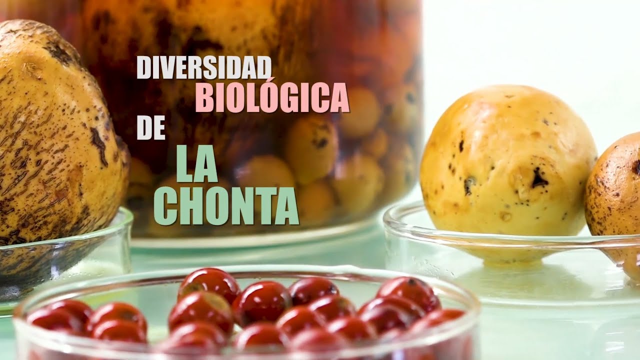 Diversidad Biológica de la Chonta - YouTube