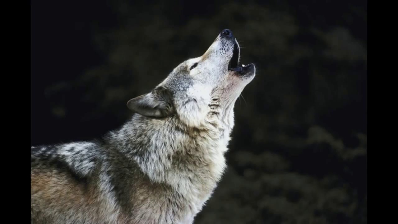 Quien con lobos anda, a aullar aprende - YouTube