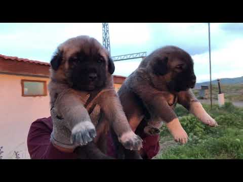 Karabaş kangal yavruları kara kırçıl boz renk