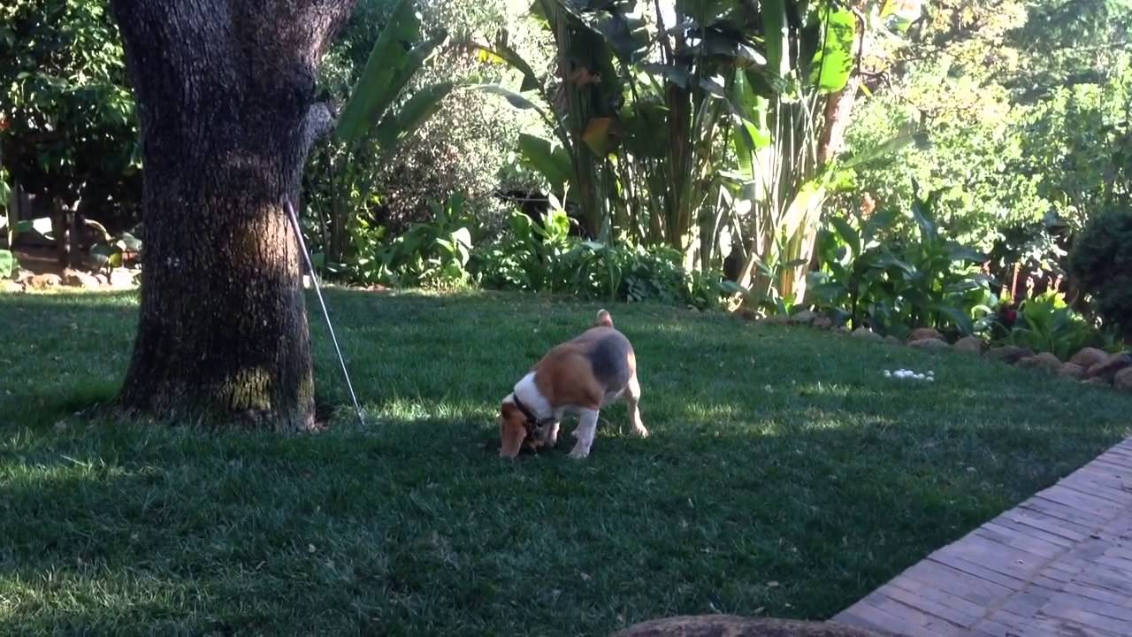 Happy dog rolling around on the ground - YouTube